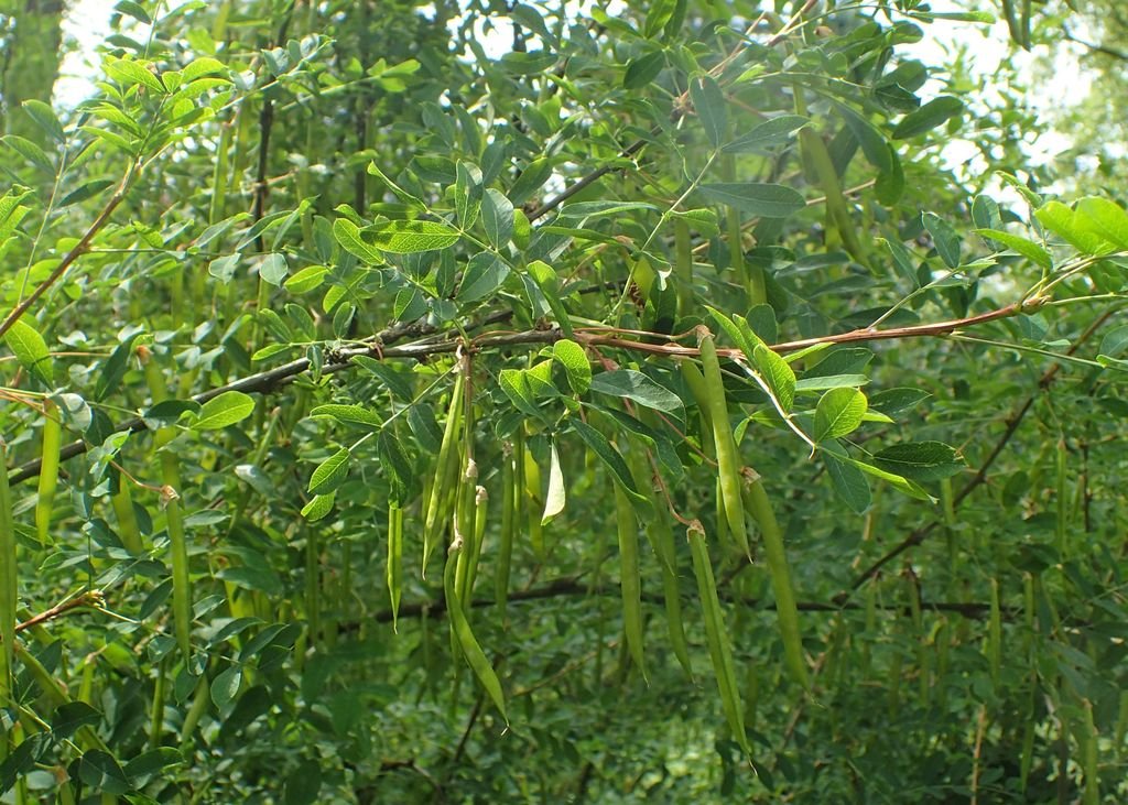 Siberian pea tree (Caragana arborescens) - growing guides