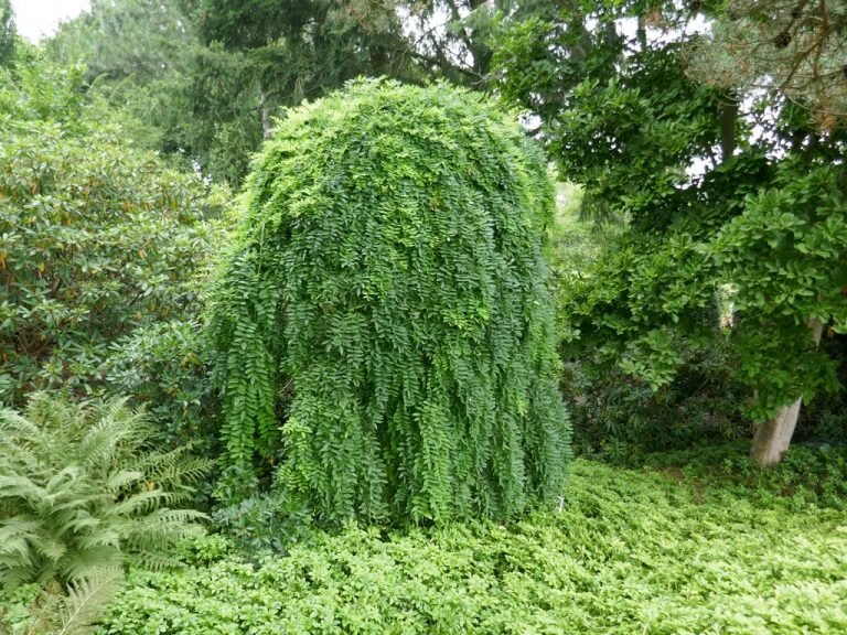 Siberian pea-tree 'Pendula' (Caragana arborescens 'Pendula') - growing ...