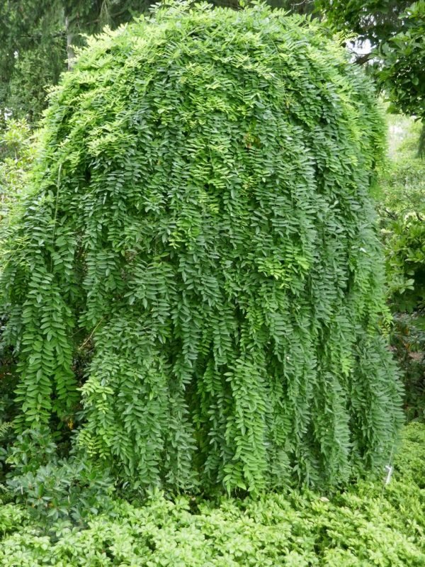 Siberian pea-tree 'Pendula' (Caragana arborescens 'Pendula') - growing ...