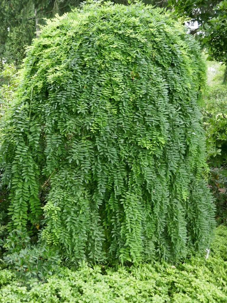 Siberian pea-tree 'Pendula' (Caragana arborescens 'Pendula') - growing ...