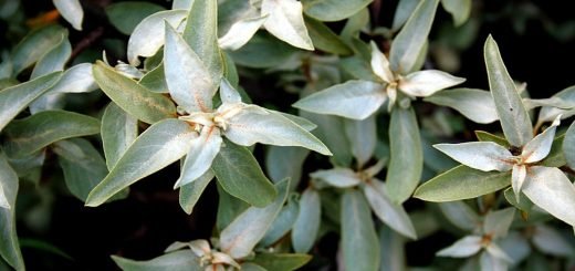 Elaeagnus × submacrophylla - growing guides