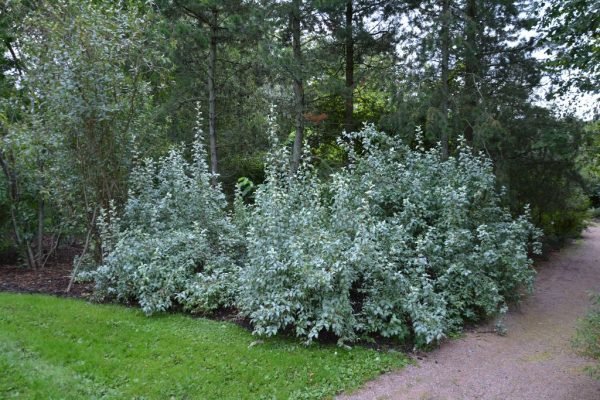 Silver berry (Elaeagnus commutata) - growing guides