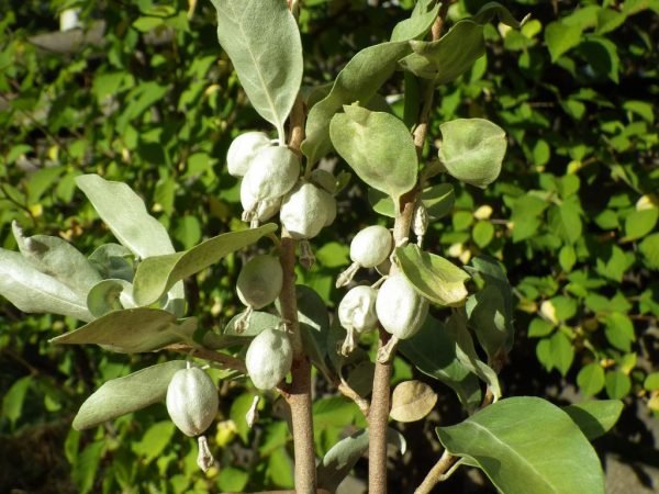 Silver berry (Elaeagnus commutata) - growing guides