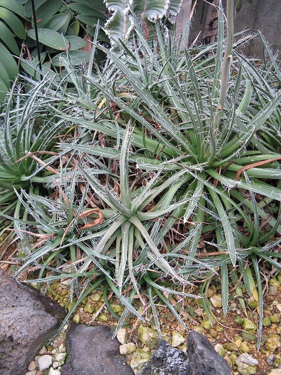 Small-flowered agave (Agave parviflora) - growing guides