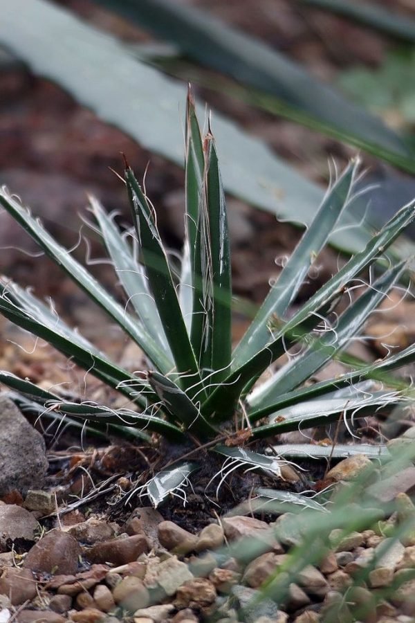Small-flowered agave (Agave parviflora) - growing guides