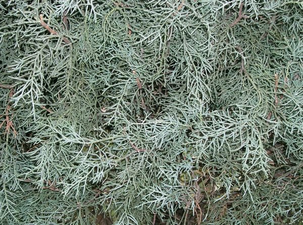 Smooth Arizona cypress 'Blue Ice' (Cupressus arizonica var. glabra ...
