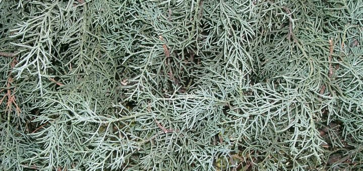 Conifers - Dear Plants