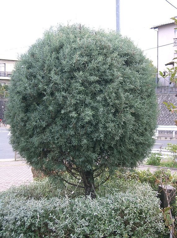 Smooth Arizona cypress 'Blue Ice' (Cupressus arizonica var. glabra ...