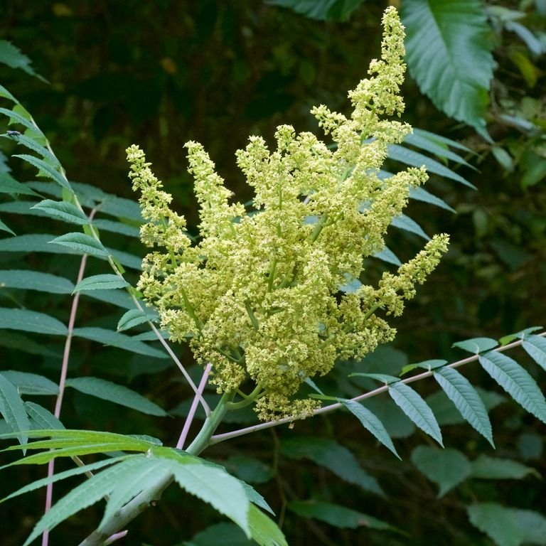 Smooth sumach (Rhus glabra) - growing guides