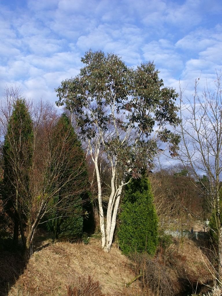 Snow gum (Eucalyptus pauciflora subsp. niphophila) - growing guides