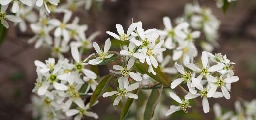 Snowy mespilus (Amelanchier ovalis Medik.) - growing guides