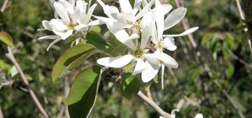 Snowy mespilus (Amelanchier lamarckii) - growing guides