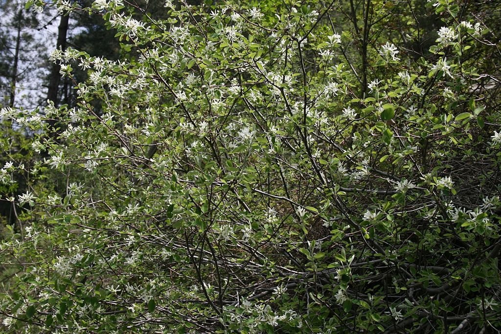 Snowy mespilus (Amelanchier ovalis Medik.) - growing guides