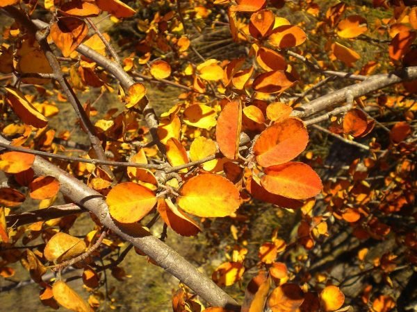 Snowy mespilus (Amelanchier ovalis Medik.) - growing guides