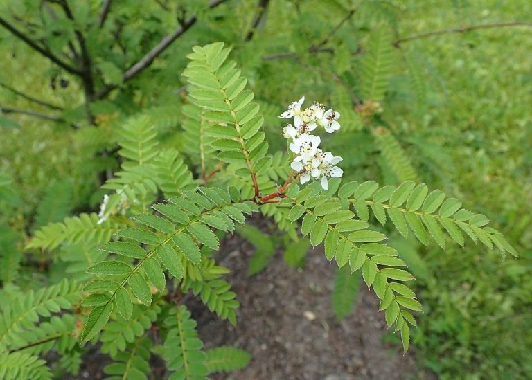 Sorbus frutescens - growing guides