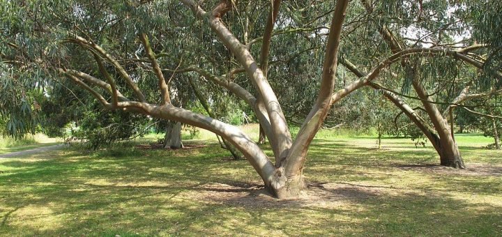 Trees - Page 5 of 32 - Dear Plants