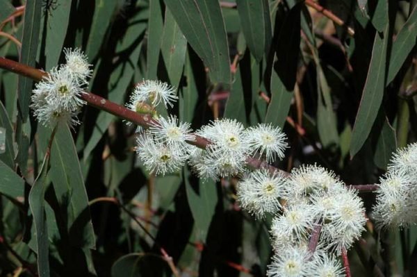 Spinning gum (Eucalyptus perriniana) - growing guides