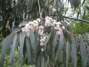 Spinning gum (Eucalyptus perriniana) - growing guides