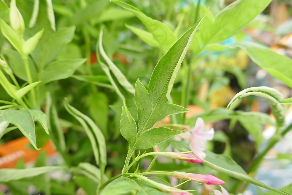Stephan jasmine (Jasminum × stephanense) - growing guides
