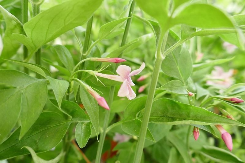 Stephan jasmine (Jasminum × stephanense) - growing guides