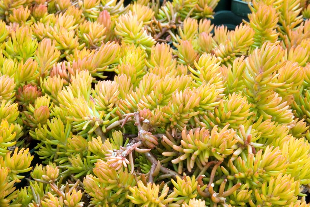 Stonecrop 'Angelina' (Sedum rupestre 'Angelina') - growing guides