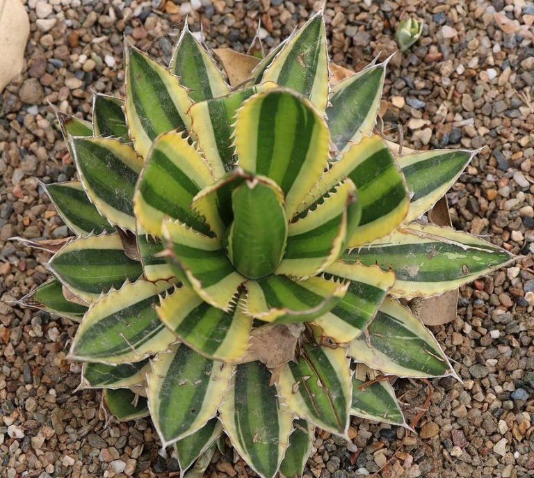 Striped agave 'Quadricolor' (Agave univittata 'Quadricolor') - growing ...