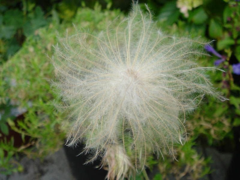 Suendermann dryad (Dryas × suendermannii) - growing guides