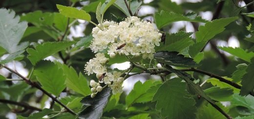 Common whitebeam (Sorbus aria) - growing guides