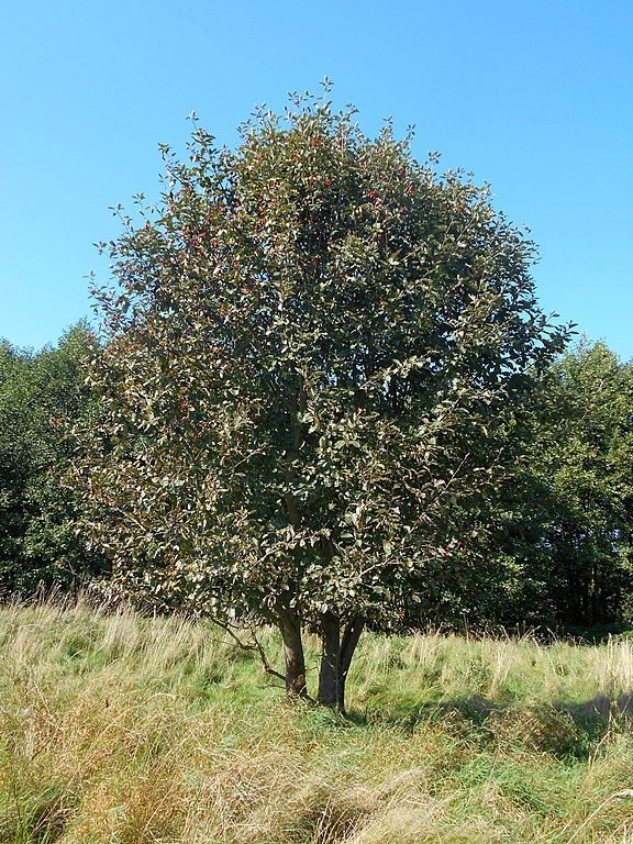 Swedish whitebeam (Sorbus intermedia) - growing guides