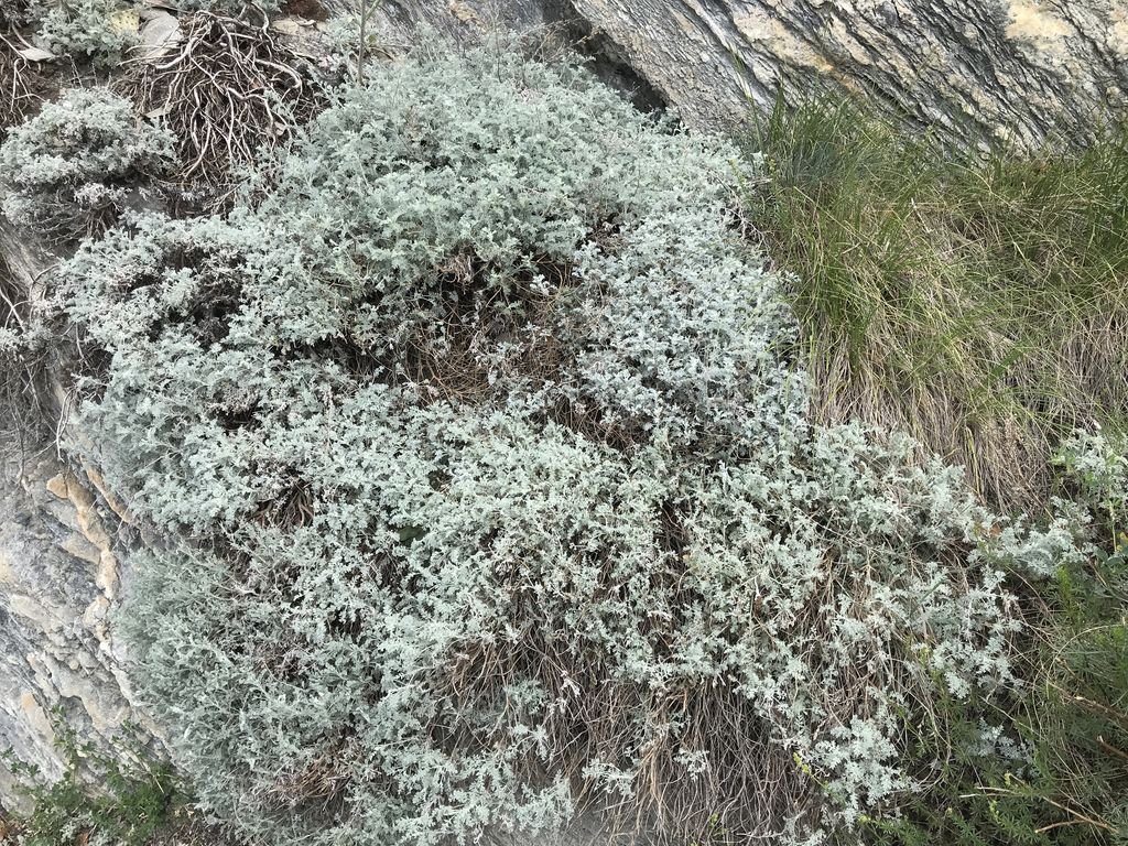 Swiss wormwood (Artemisia vallesiaca) - growing guides