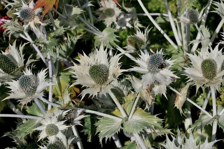 Tall eryngo 'Silver Ghost' (Eryngium giganteum 'Silver Ghost ...