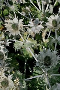 Tall eryngo 'Silver Ghost' (Eryngium giganteum 'Silver Ghost ...