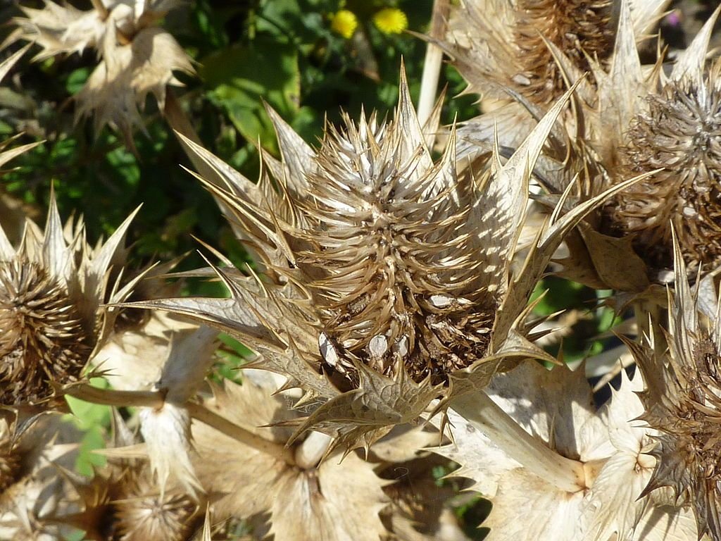 Tall eryngo 'Silver Ghost' (Eryngium giganteum 'Silver Ghost ...