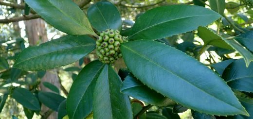 Holly 'Sunny Foster' (Ilex × attenuata 'Sunny Foster') - growing guides