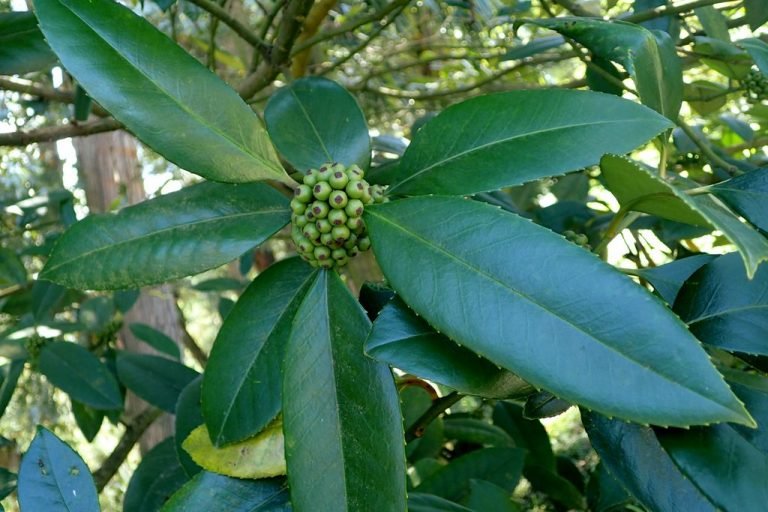 Tarajo holly (Ilex latifolia) - growing guides