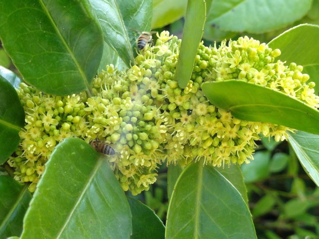 Tarajo holly (Ilex latifolia) - growing guides