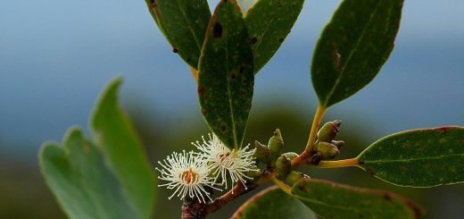 Tasmanian blue gum (Eucalyptus globulus) - growing guides