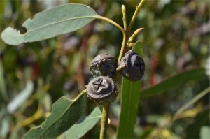 Tasmanian blue gum (Eucalyptus globulus) - growing guides