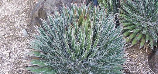Agave 'Blue Glow' - growing guides
