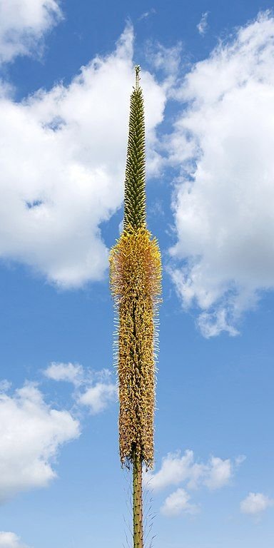 Thread agave (Agave filifera) - growing guides