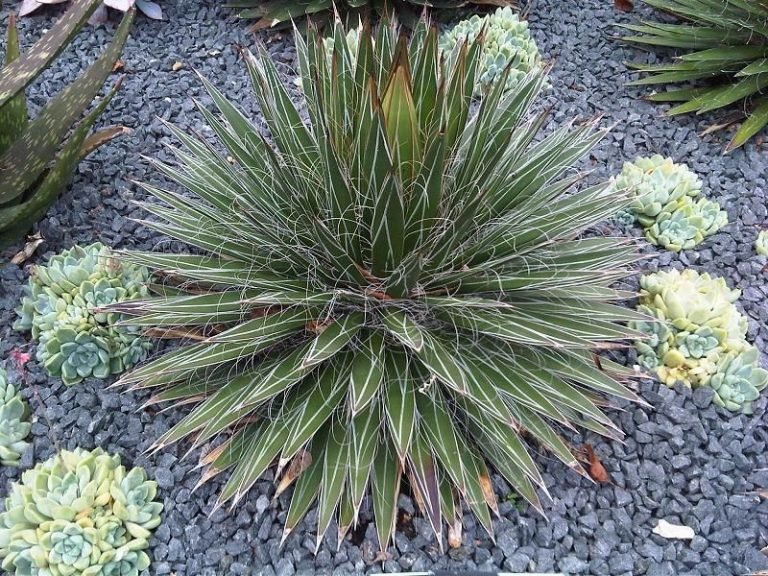 Thread agave (Agave filifera) - growing guides