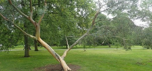 Spinning gum (Eucalyptus perriniana) - growing guides