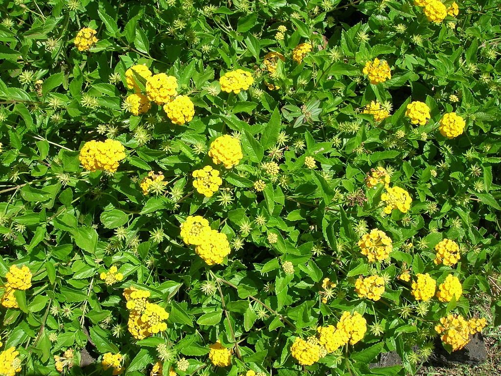 Trailing lantana (Lantana montevidensis) - growing guides