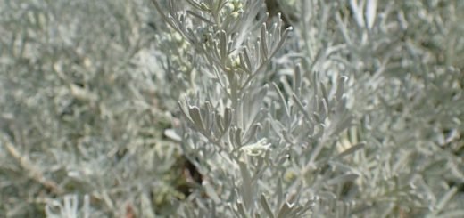 Roman wormwood (Artemisia pontica) - growing guides