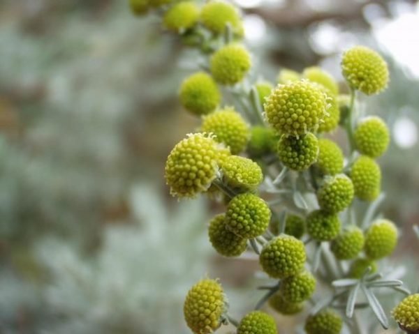 Tree wormwood (Artemisia arborescens) - growing guides