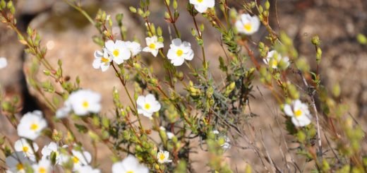 Halimium calycinum - growing guides