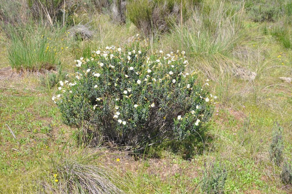 Umbel-flowered sun rose (Halimium umbellatum) - growing guides
