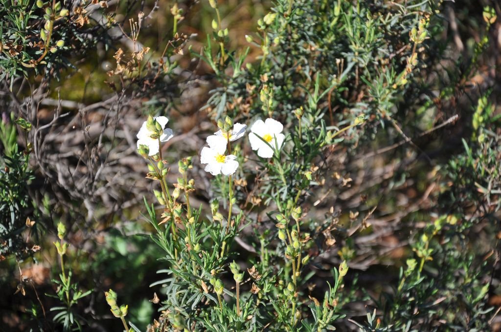 Umbel-flowered sun rose (Halimium umbellatum) - growing guides