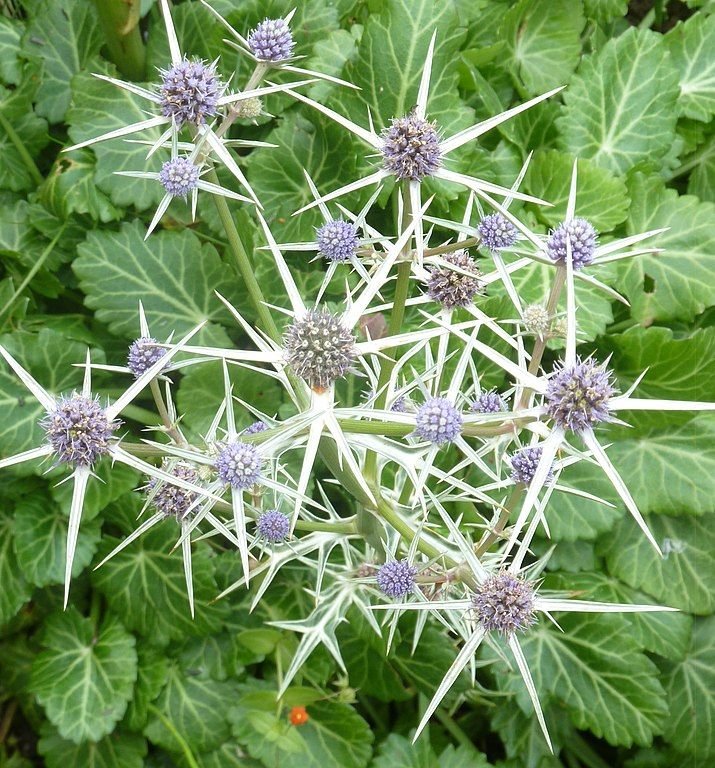 Variable-leaved sea holly (Eryngium variifolium) - growing guides
