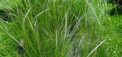 Lessing feather grass (Stipa lessingiana) - growing guides